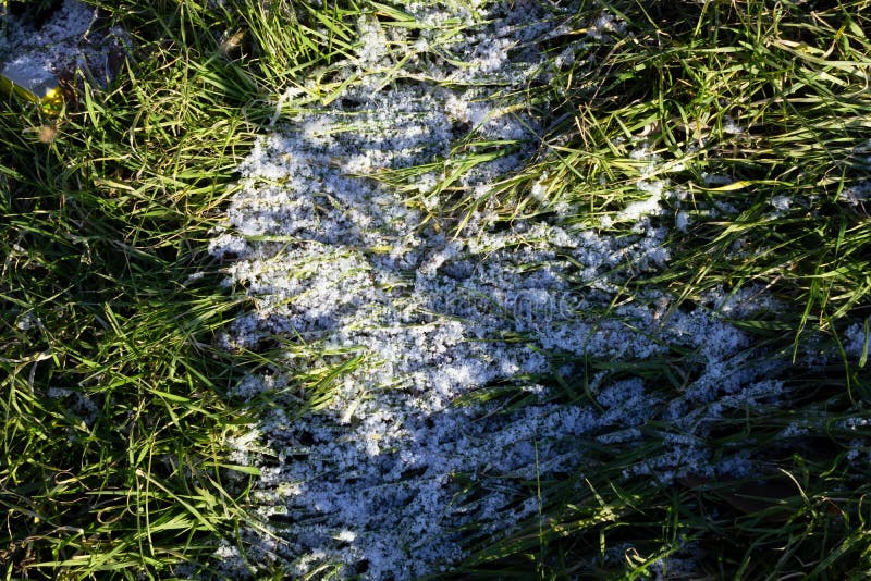 Greenery on the Ground, Lightly Covered with Snow Stock Image - Image ...