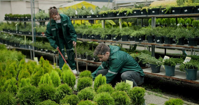 Nature S Guardians: Documenting the Vital Role of Honeybees in Their ...