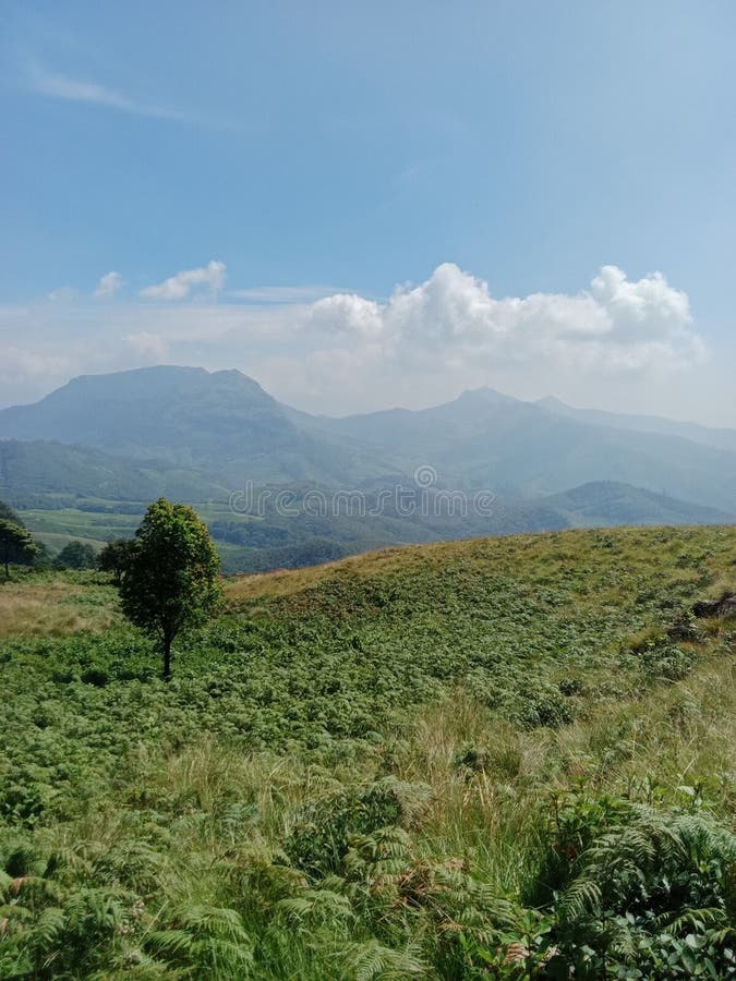 Greenery Landscape at the Outdoor Overgrown Plantation Bushes Stock ...