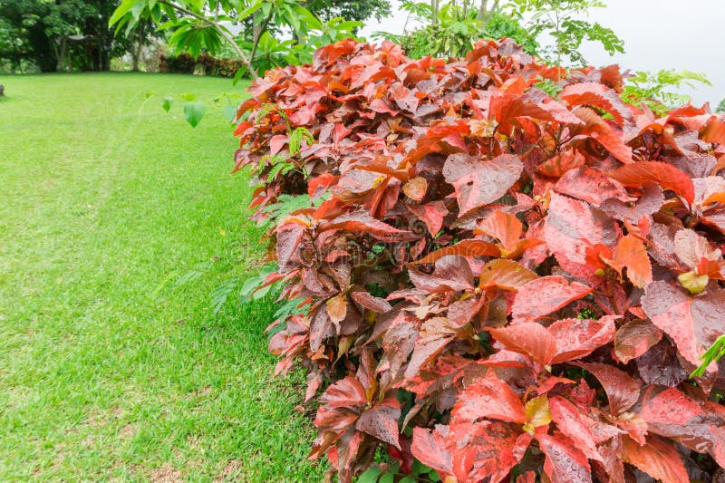 Greenery Lawn with Painted Copperleaf in Outdoor Garden Stock Photo ...
