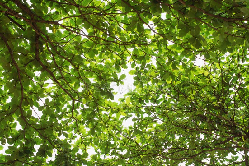 Greenery Leaf Background Texture Stock Photo - Image of pattern, design ...