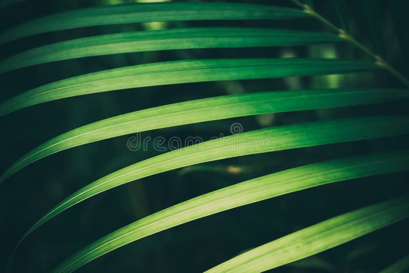 Greenery Leaf in Forest.Nature Background Stock Image - Image of ...