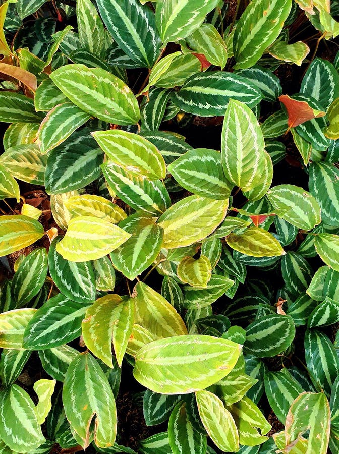 Greenery Leaf Plants in the Park Stock Image - Image of fresh, leaf ...