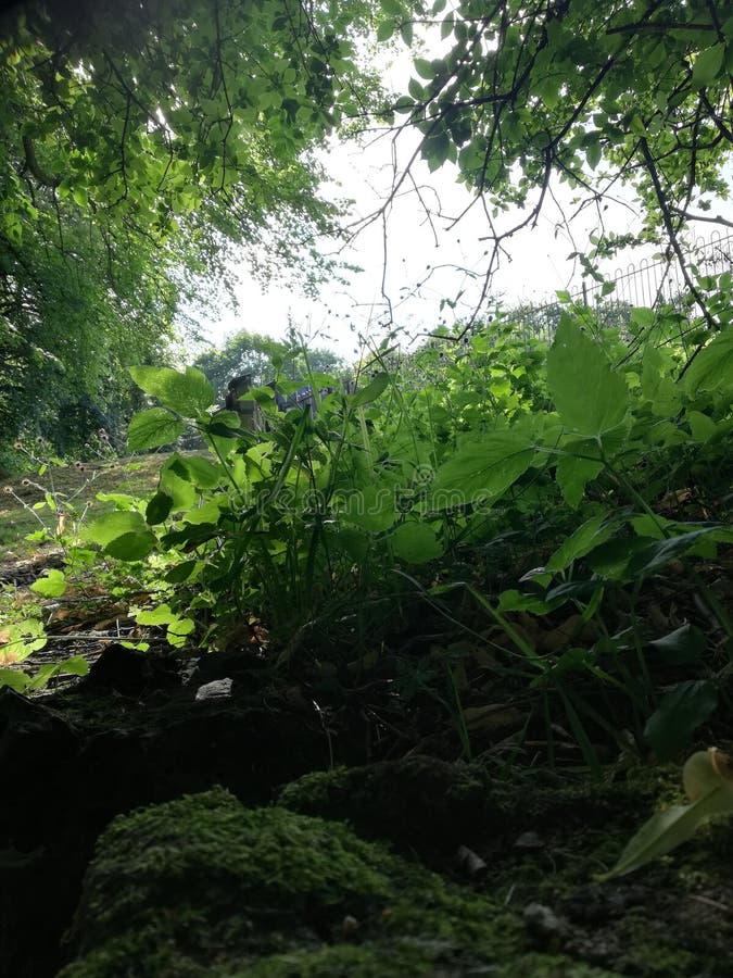 Greenery stock image. Image of park, greenery, trees - 153638517