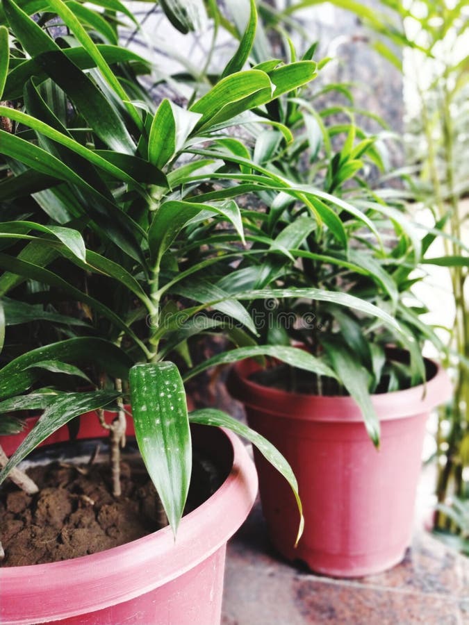 Greenery stock image. Image of leaves, greenery, green - 141995037