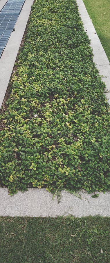 Greenery stock image. Image of greenery, leaves, plants - 141995153