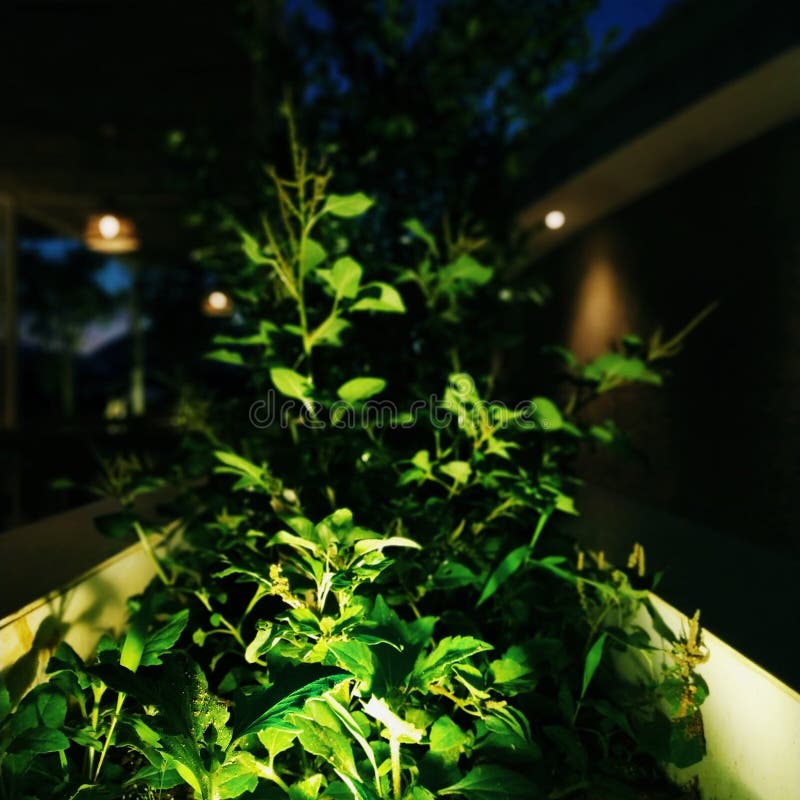 Greenery with lights stock image. Image of green, lights - 200302157