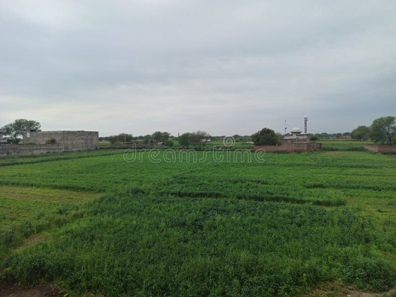 Greenery of My Beautiful Village Punjab Pakistan Stock Photo - Image of ...