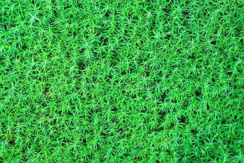 Greenery Natural Background Stock Photo - Image of ground, desktop ...