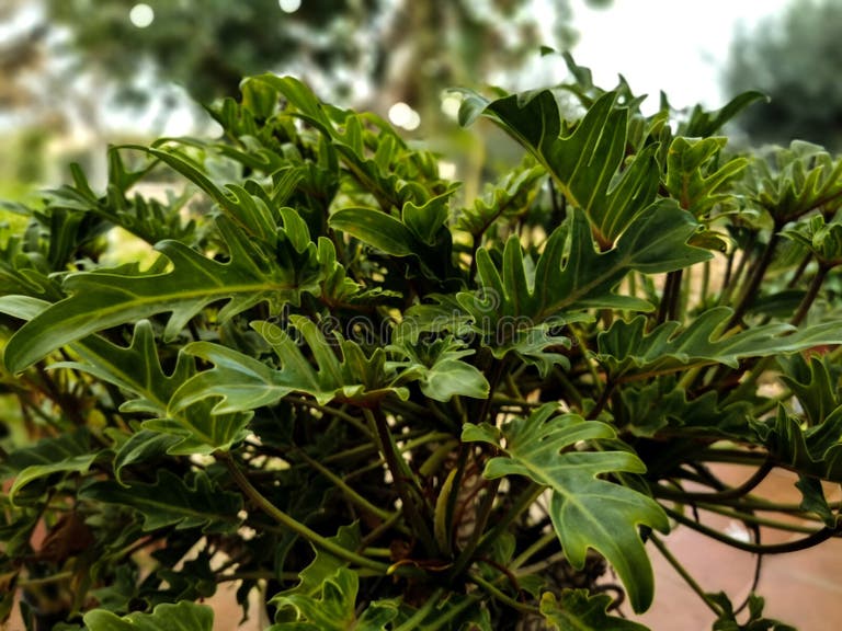 Greenery and Natural Lines on the Leaves of the Bush Stock Photo ...