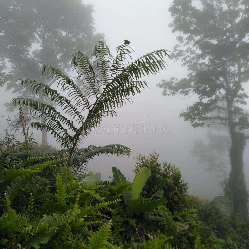 The Greenery of Nature really Makes Me Calm Stock Image - Image of ...