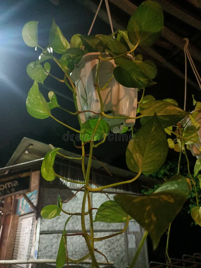 Greenery at Night, with Hanging Pots and Themes Editorial Photography ...