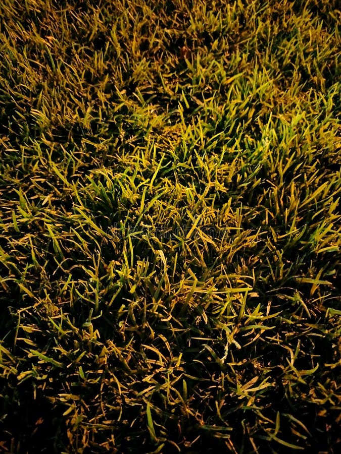 Greenery Night View Natural Beauty Stock Image - Image of woodland ...