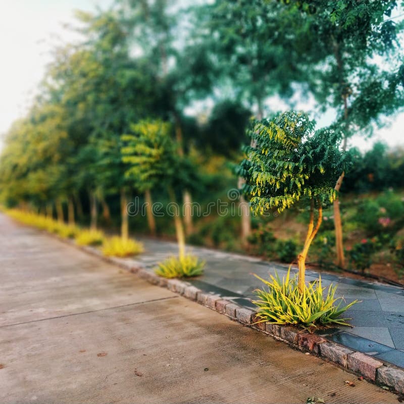 Greenery on padestrian way stock image. Image of nature - 200301507