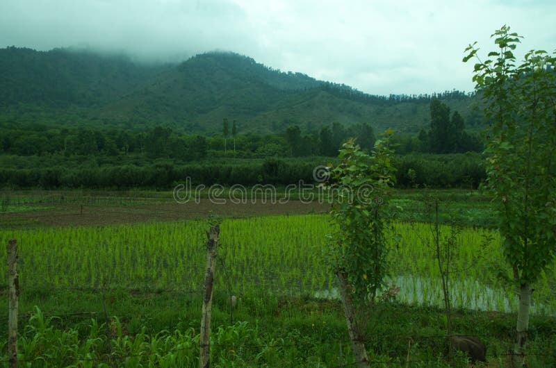 Greenery in Pahalgam stock photo. Image of nature, natural - 95915216