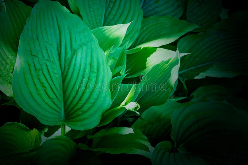 Greenery in the Park, Background with Leaves Stock Image - Image of ...