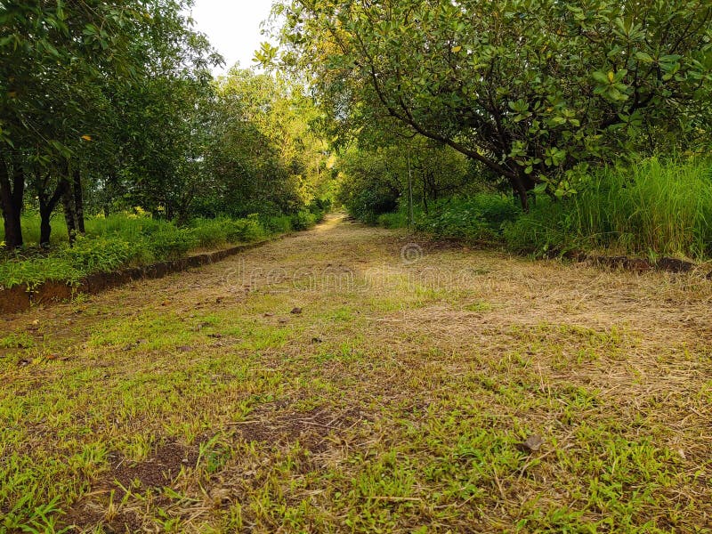 Greenery path stock photo. Image of path, trees, nature - 160755778