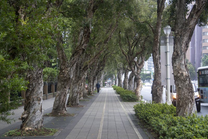 Greenery Pathway with Trees Along the Street in Taipei, Taiwan ...