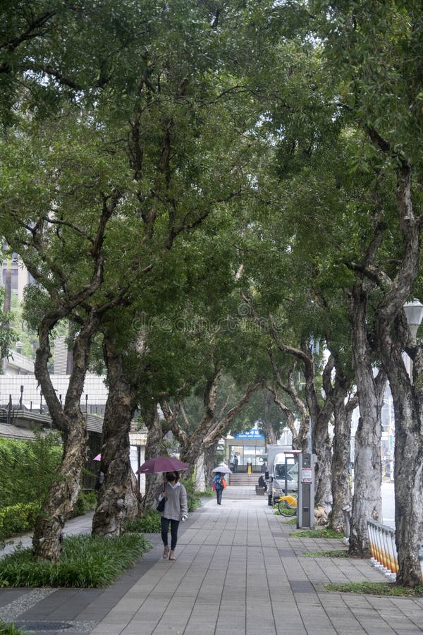 Greenery Pathway with Trees Along the Street in Taipei, Taiwan ...