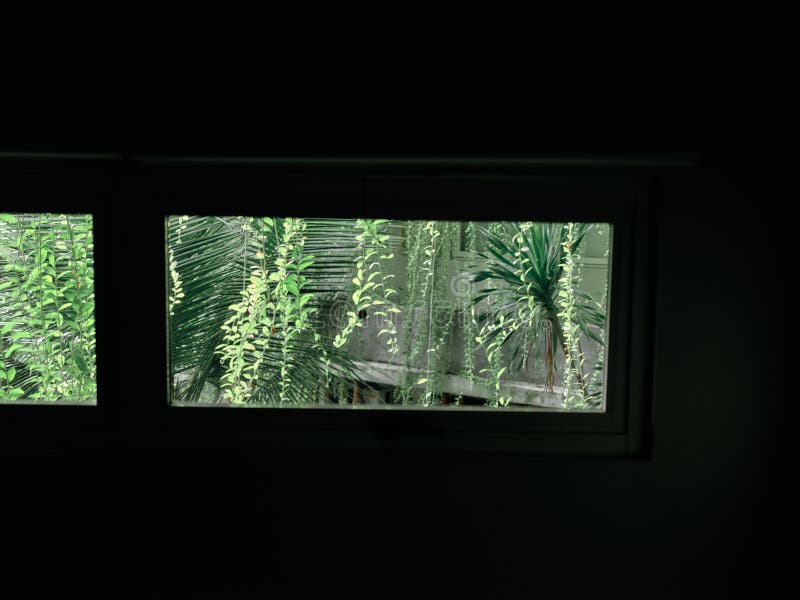 Greenery Peeking through Window in Dimly Lit Room, Bringing a Touch of ...