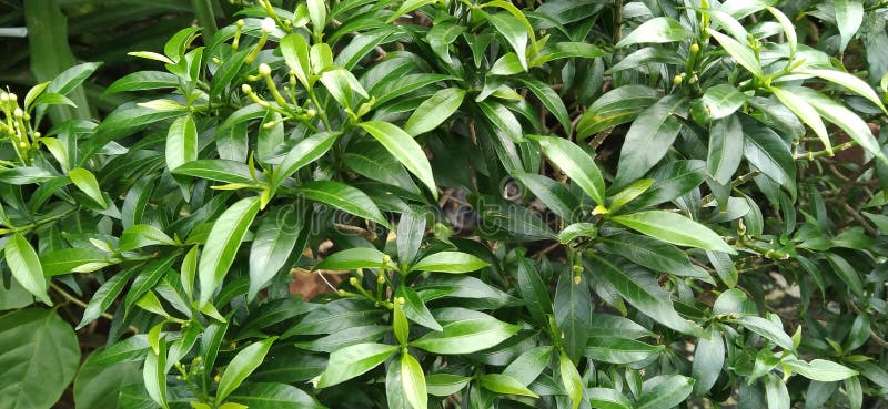 Greenery with Perfect Viewing Angles Stock Photo - Image of greenery ...