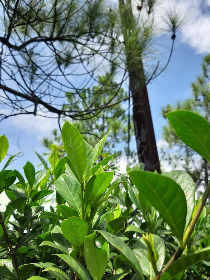 Greenery with pine trees stock image. Image of jungle - 249064181
