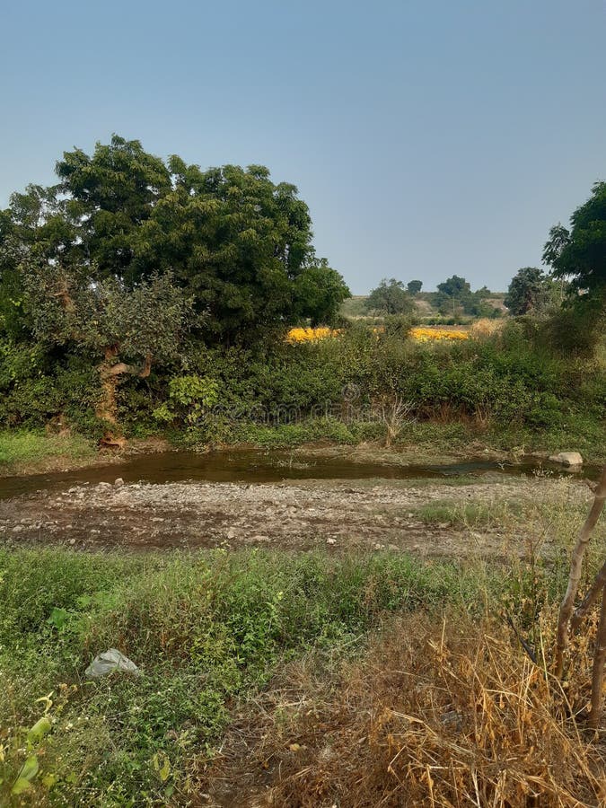 Greenery Place with Lots of Trees Stock Photo - Image of green, terrain ...