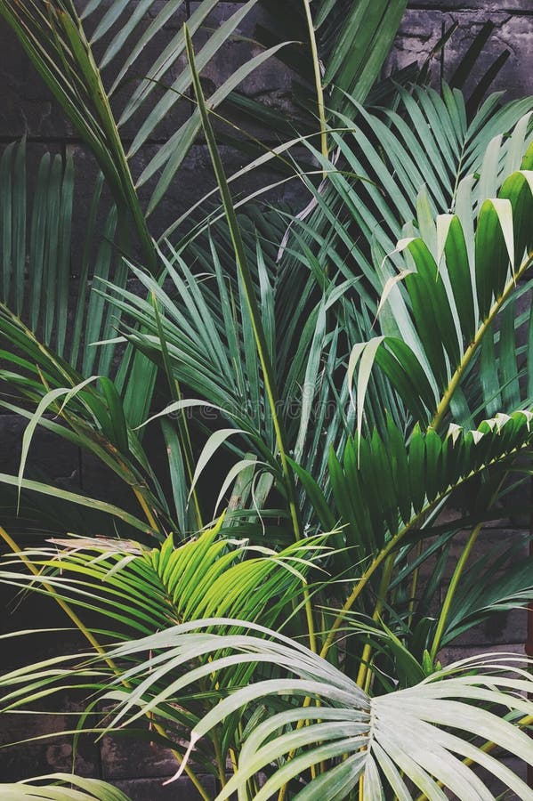 Greenery stock image. Image of greenery, life, plant - 133885589