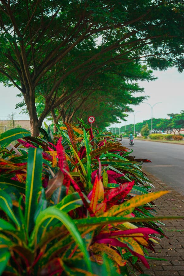 Greenery Planted on the Shoulder of the Road To Beautify the Road ...