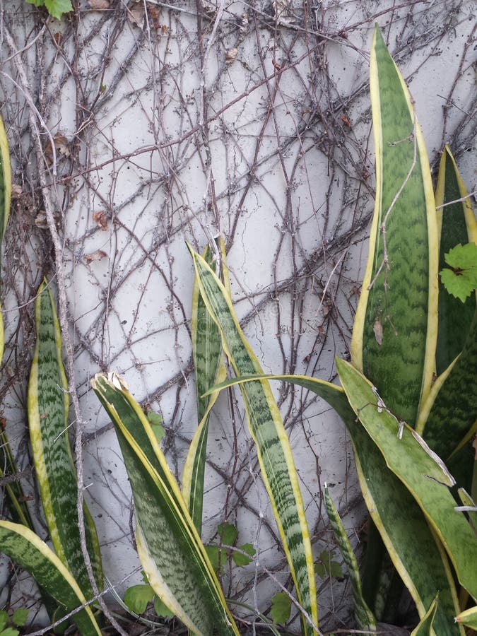 Greenery stock image. Image of growing, highway, plants - 52999441