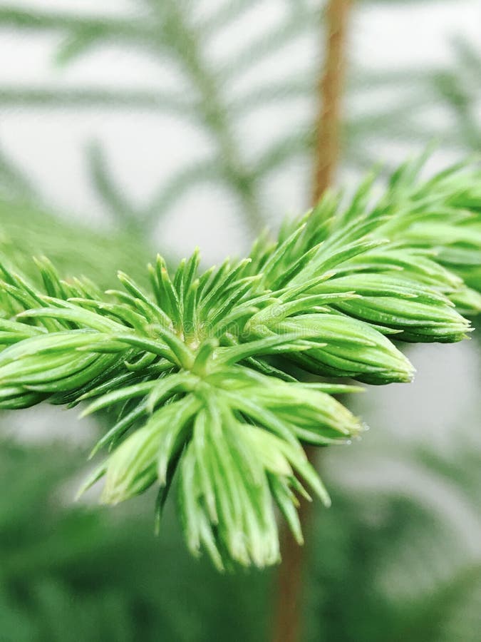 Greenery stock image. Image of home, greenery, portrait - 193255411