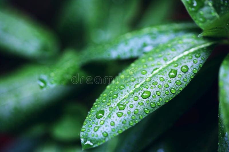 Greenery stock photo. Image of rain, zoom, drops, drop - 95791242