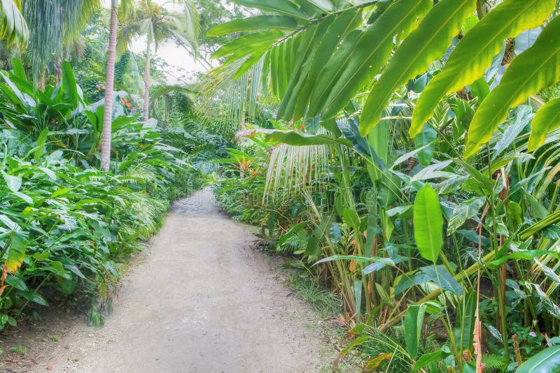 Rainforest in Jamaica stock photo. Image of exotic, lush - 32298902