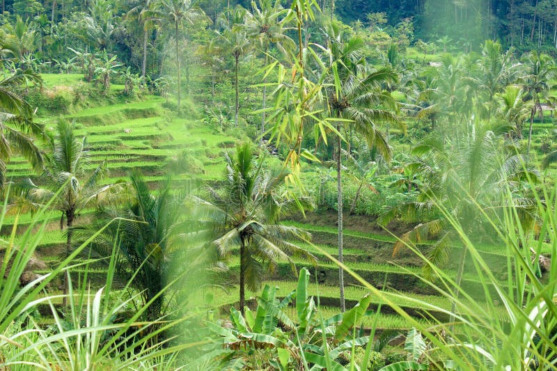 Greenery Rice Fields and Palm Trees in a Natural Landscape Stock Photo ...