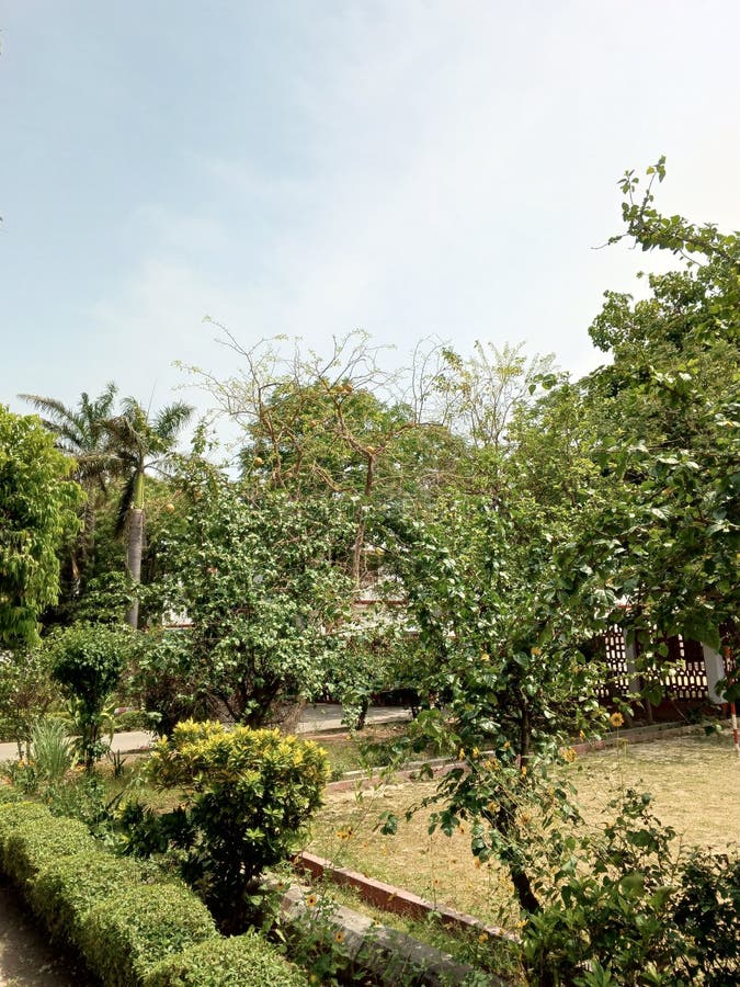 A Greenery Rich Garden with Different Types of Trees and Plants Stock ...