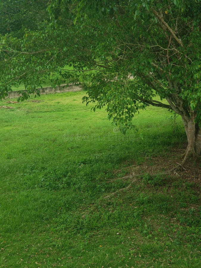 Greenery scene stock photo. Image of greenery, scene - 170052034