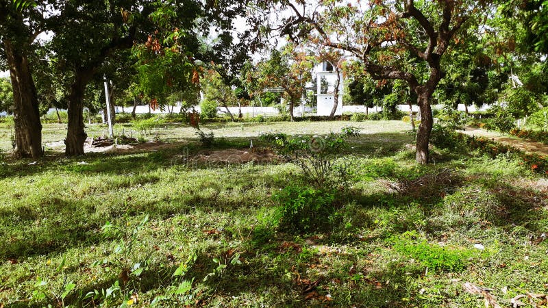 Greenery Scene trees stock image. Image of trees, garden - 120588419