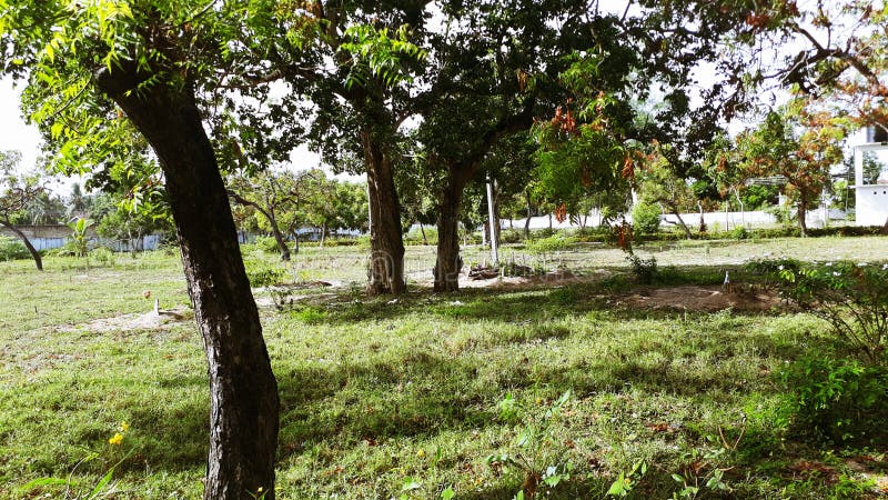 Greenery Scene trees stock image. Image of trees, beautiful - 120588261