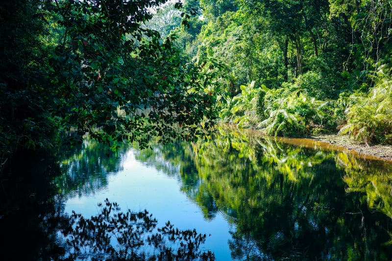 Greenery Scene of Tropical Rainforest Reflecting on Flat River Surface ...