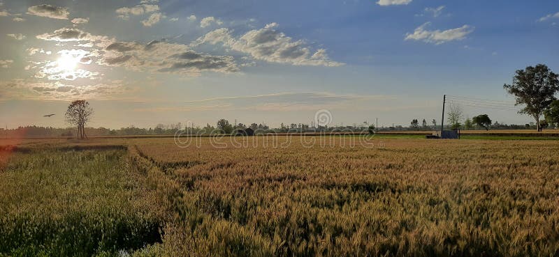 Greenery Sky Crop Trees Sun Cloud Stock Image - Image of plant, cloud ...