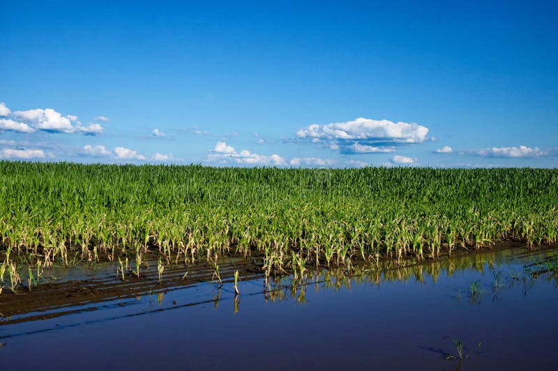 Greenery Sprouting Amidst Standing Water Under the Open Sky Stock Image ...