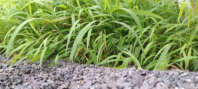 Greenery in Stone Area Nice Seen Stock Photo - Image of area, greenery ...