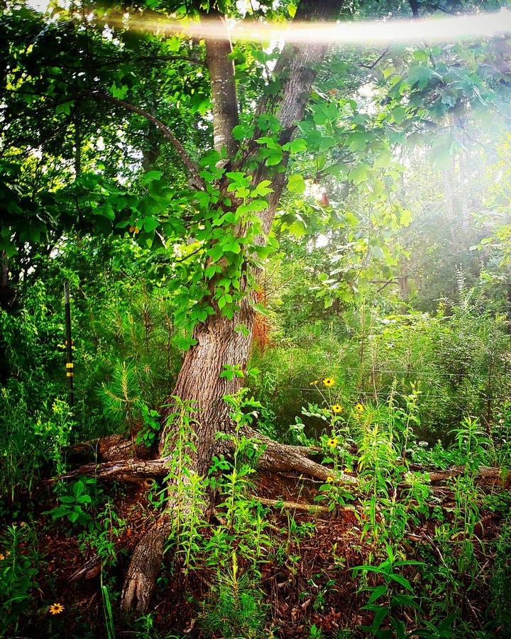Greenery stock photo. Image of roots, greenery, tree - 151456766