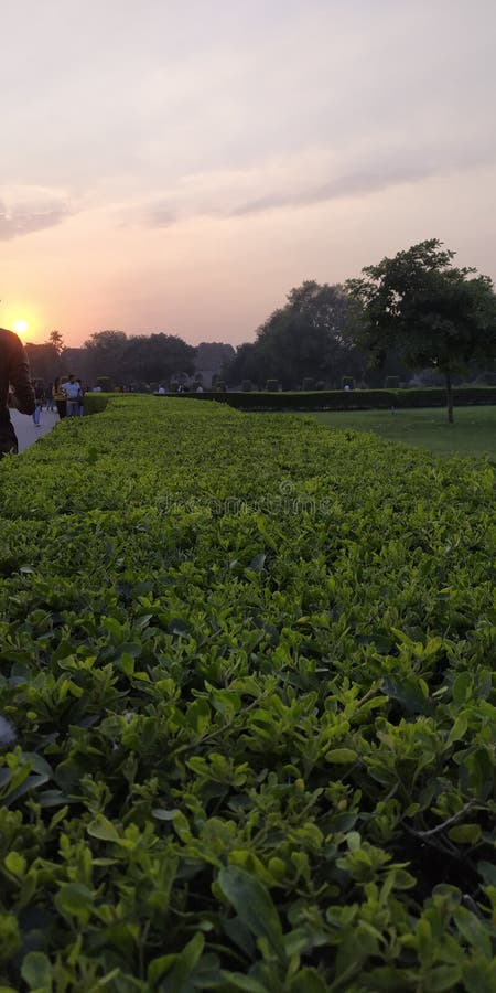 Sunset editorial image. Image of green, sunset, greenery - 136957840