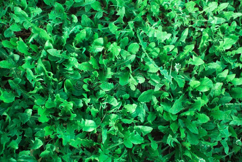 Greenery Texture from Leaves. Green Bright Wet Surface with Water ...