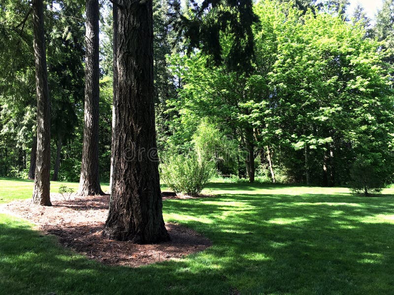 Greenery tree stock image. Image of greenery, tree, forest - 105033715