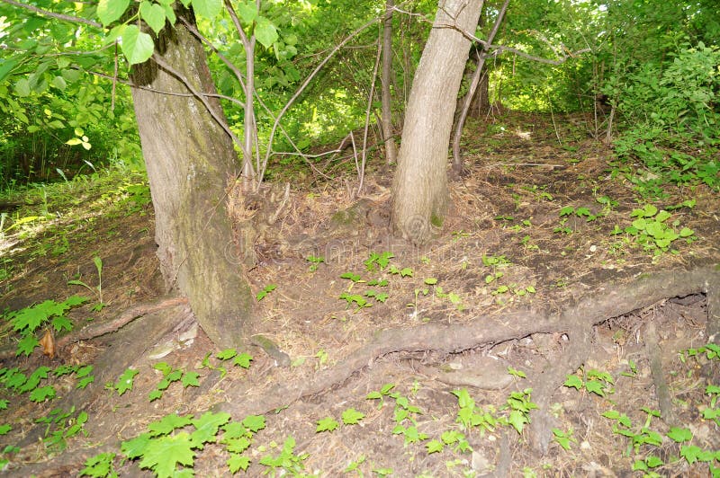 Greenery with a Tree. Texture of Nature. Background for Text, Banner ...