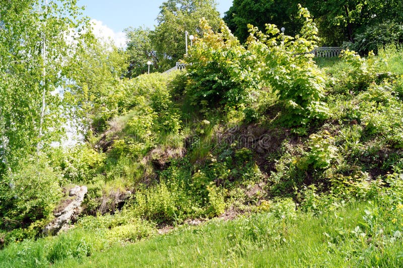 Greenery with a Tree. Texture of Nature. Background for Text, Banner ...