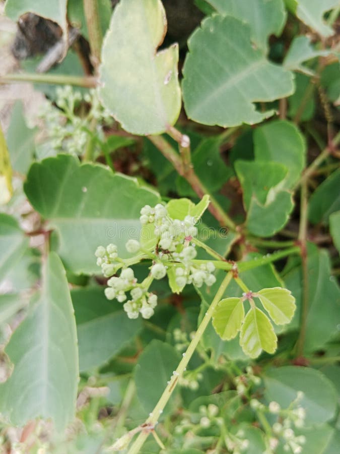 The Greenery of the Trees and Grass is Beautiful and Makes Us Feel ...