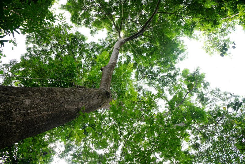 Greenery Treetop of Tall Trees in Forest at Spring Season Time. Stock ...